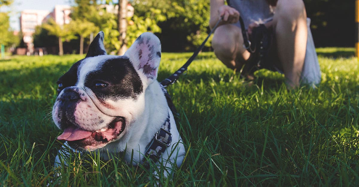 Day Training in Philadelphia, PA • Sit Means Sit Dog Training