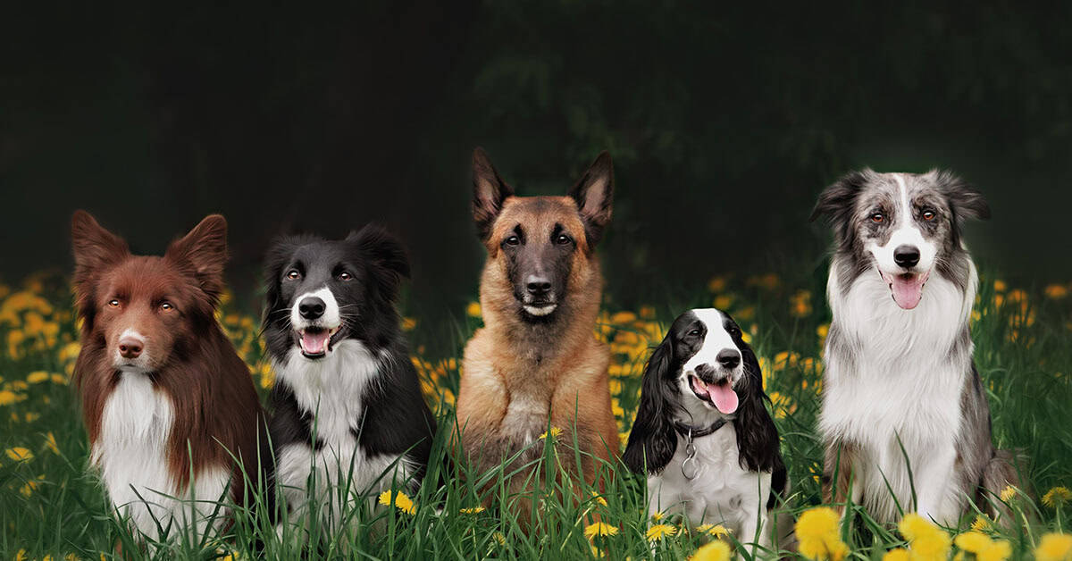 Group Dog Training in Philadelphia, PA • Sit Means Sit Dog Training